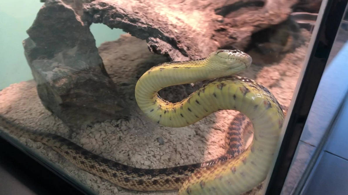 Gopher Snake 1. by LagovulpesTheGentle on DeviantArt