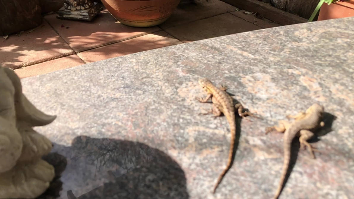 Lizard Slow Motion 2 by LagovulpesTheGentle on DeviantArt