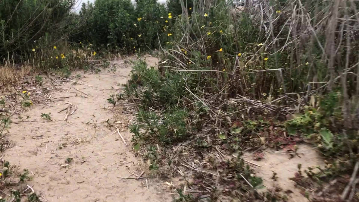 Walking to fiesta Island trail by LagovulpesTheGentle on DeviantArt