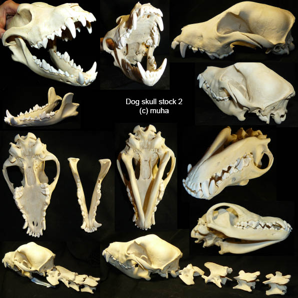 dog skull stock 2 by m-u-h-a on DeviantArt
