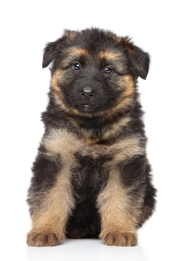 Explore the Best Caninemorph Art | DeviantArt