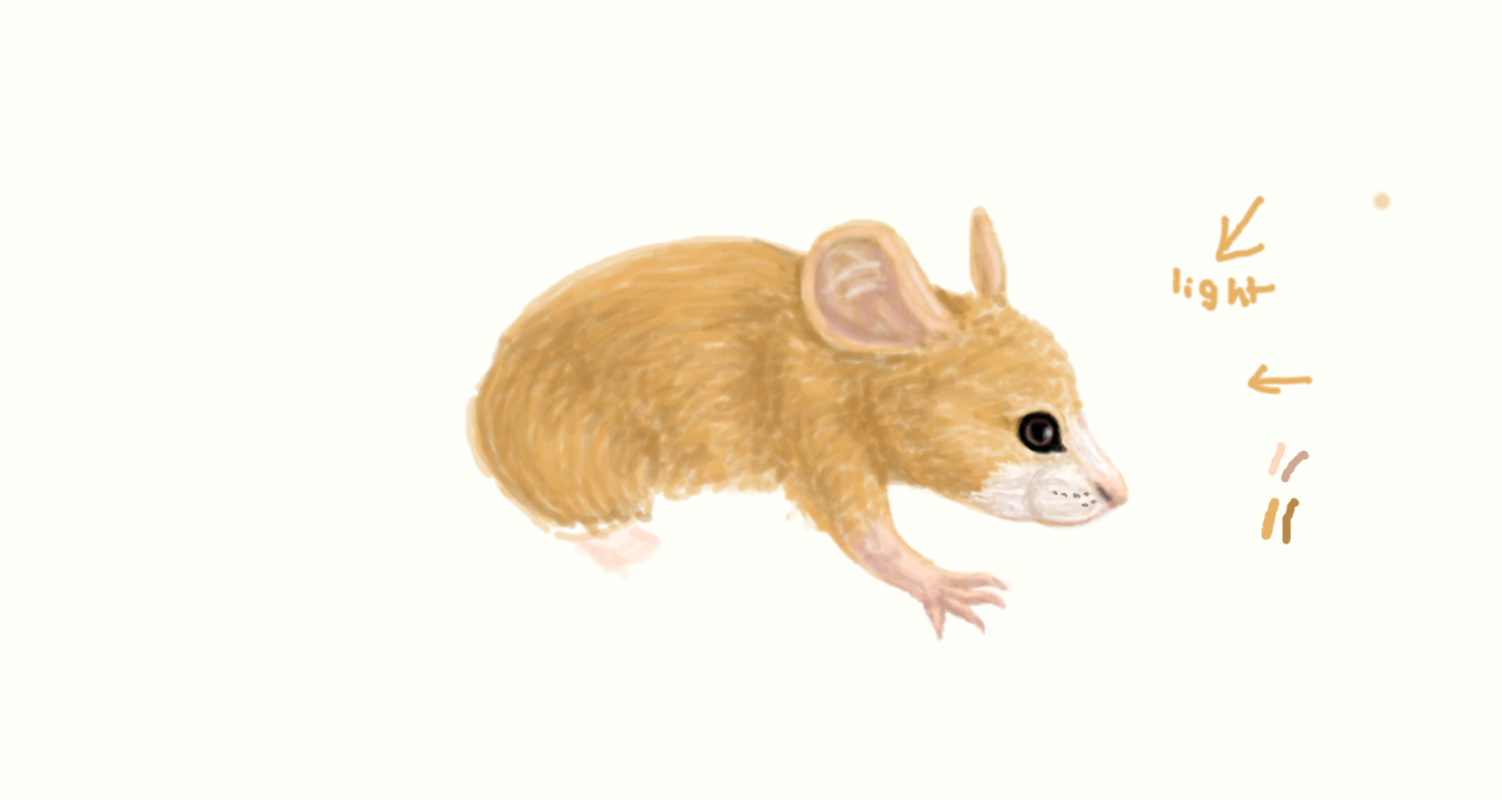 Mouse wip by superninjamonkeys on DeviantArt