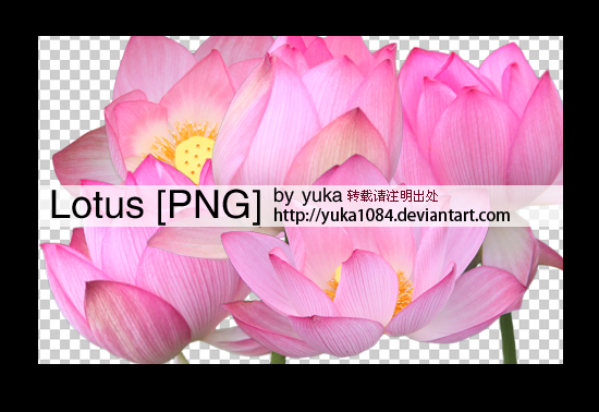 Lotus png by yuka1084 on DeviantArt