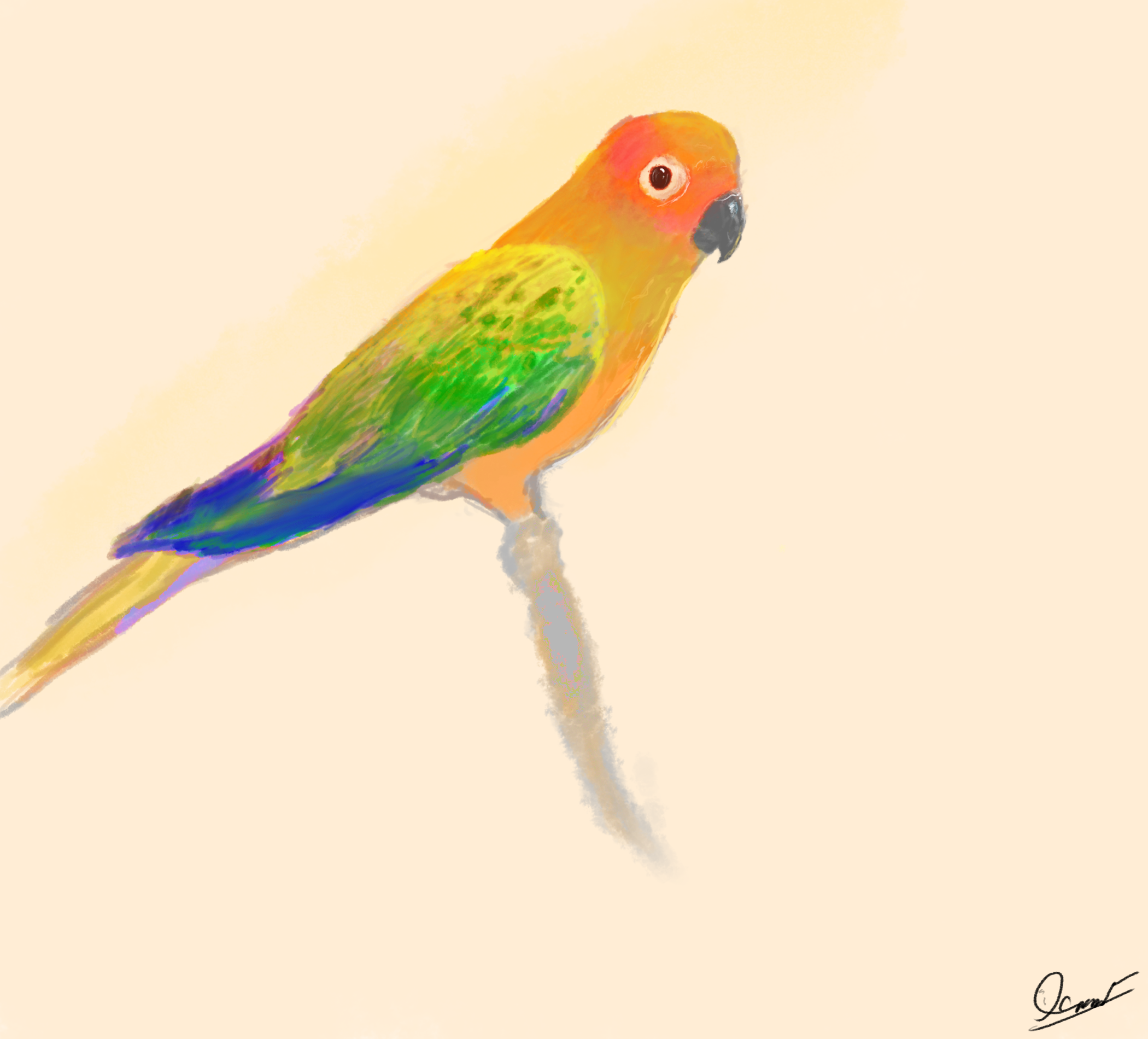 Cute Conure by ConnorAP on DeviantArt