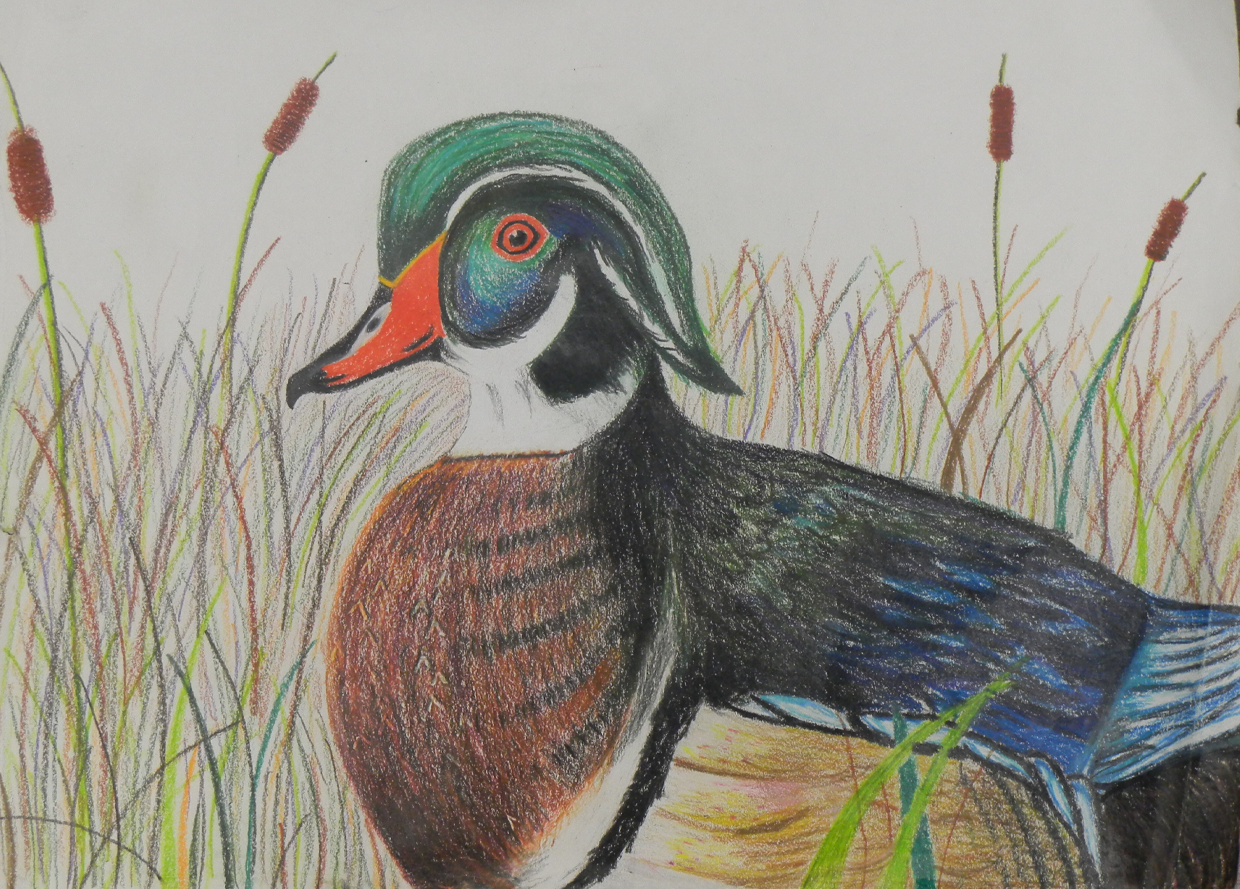 Wood Duck Pencil Drawing