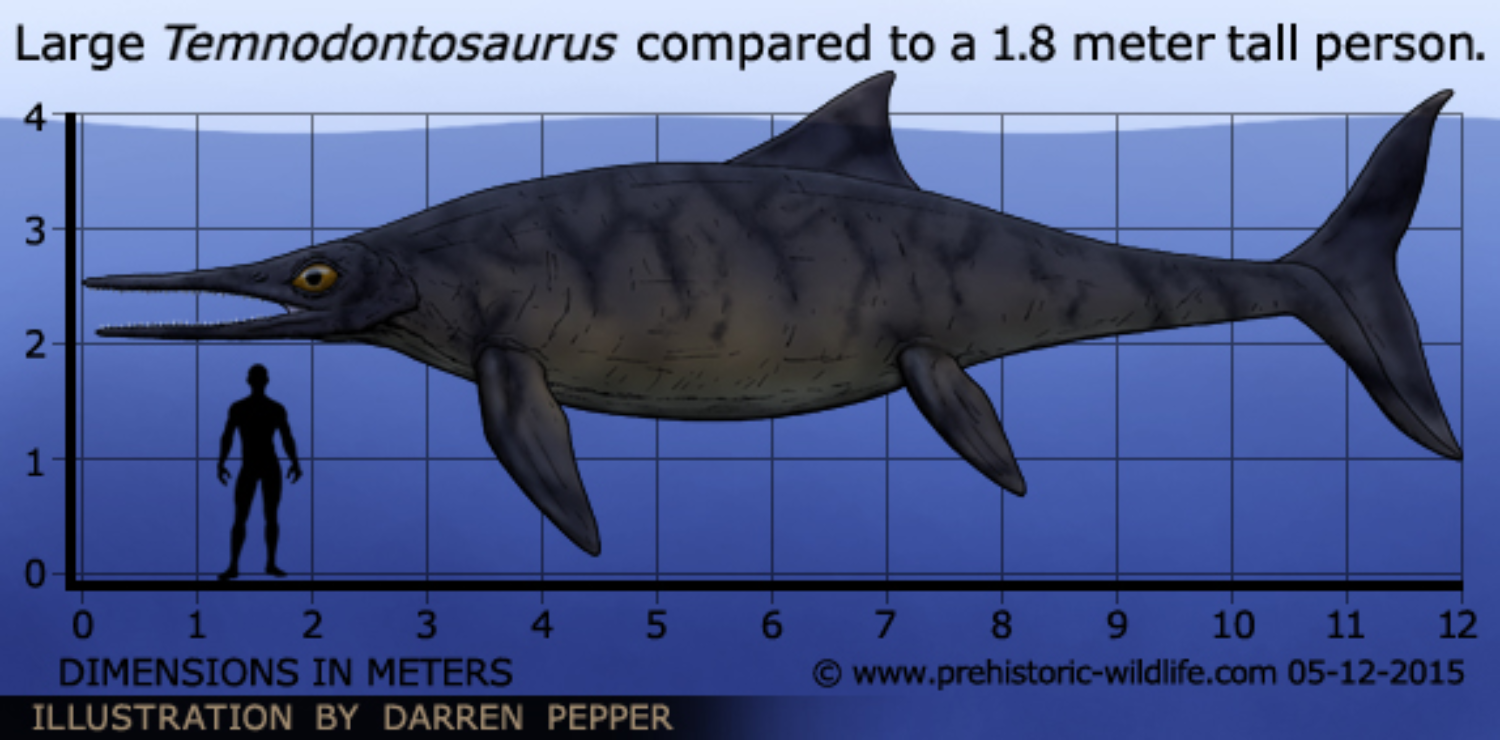 Temnodontosaurus size by Frylock921 on DeviantArt