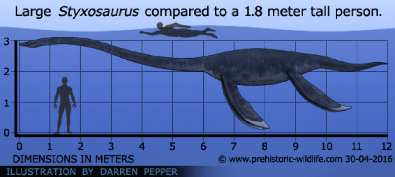 Styxosaurus size by Frylock921 on DeviantArt