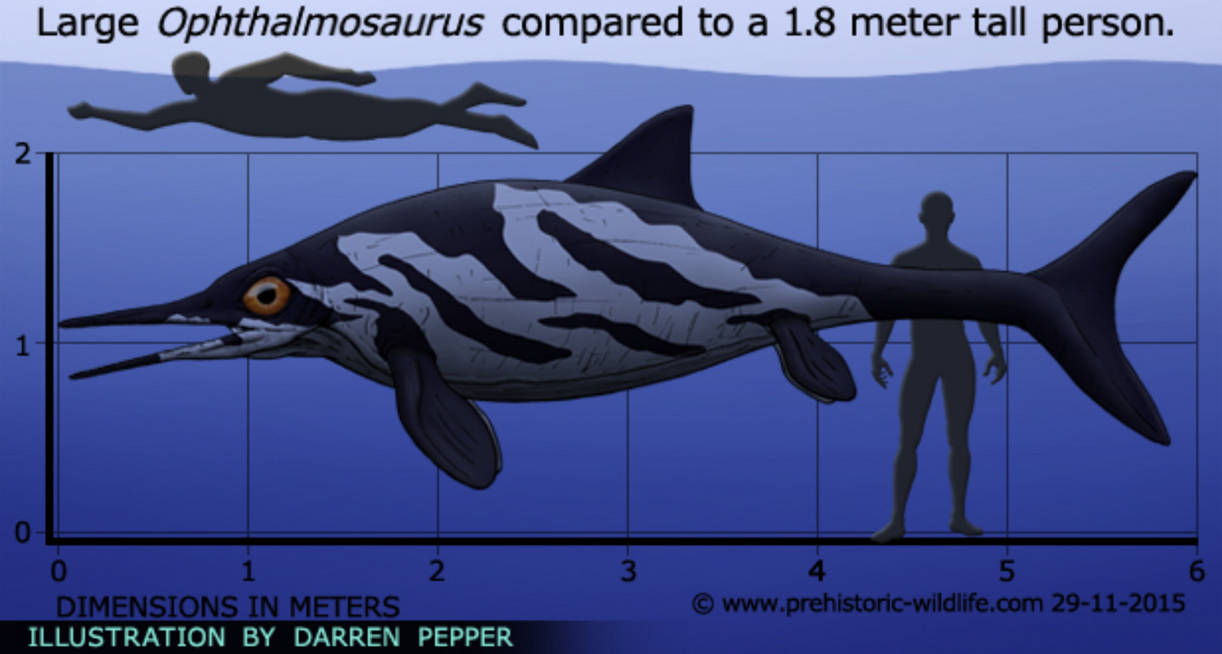 Ophthalmosaurus size by Frylock921 on DeviantArt