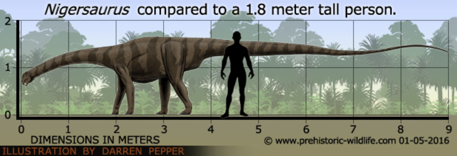 Nigersaurus size by Frylock921 on DeviantArt