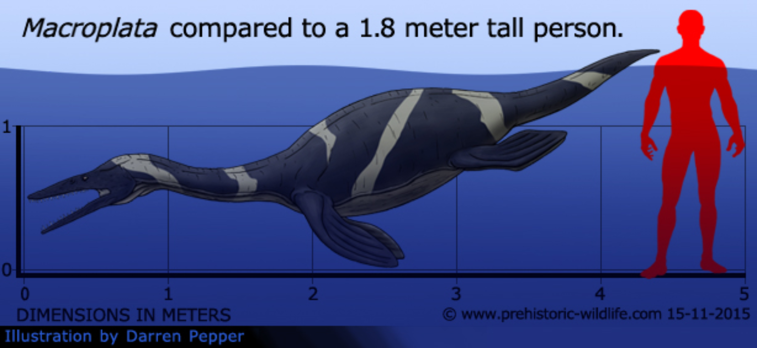 Macroplata size by Frylock921 on DeviantArt