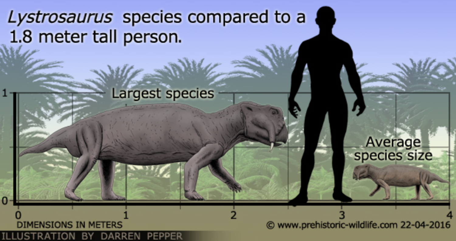 Lystrosaurus Size