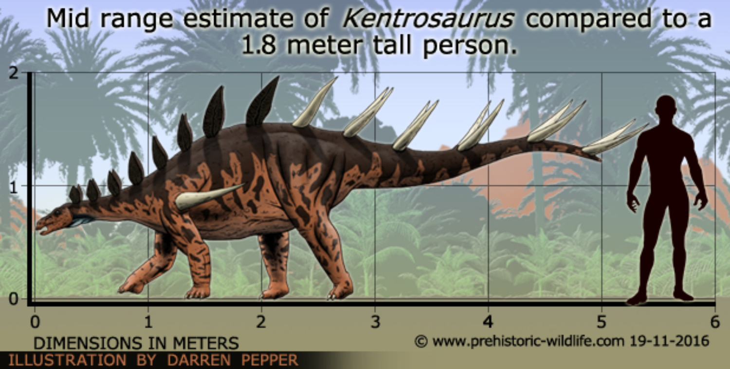 Kentrosaurus size by Frylock921 on DeviantArt