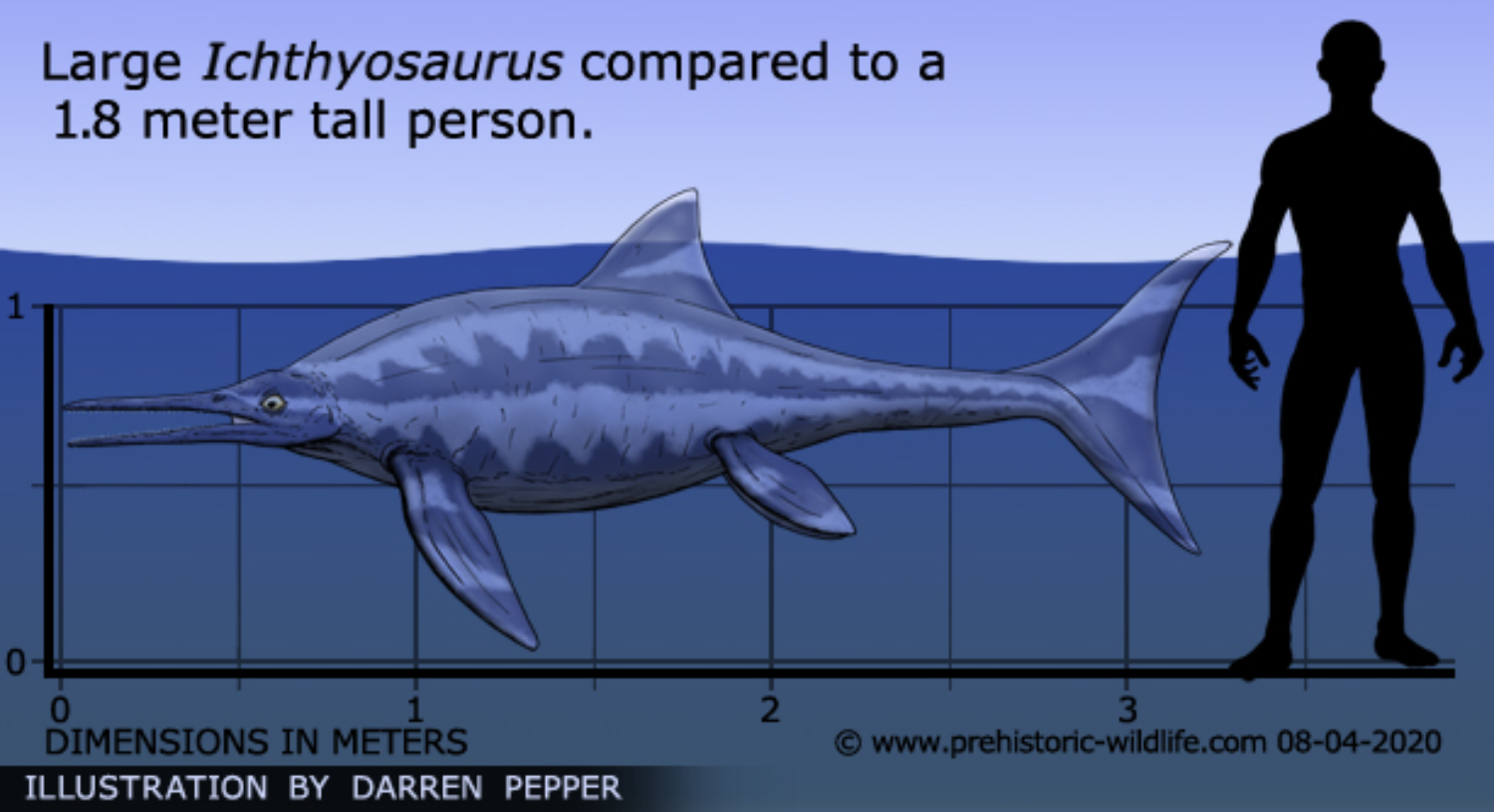 Ichthyosaurus size by Frylock921 on DeviantArt