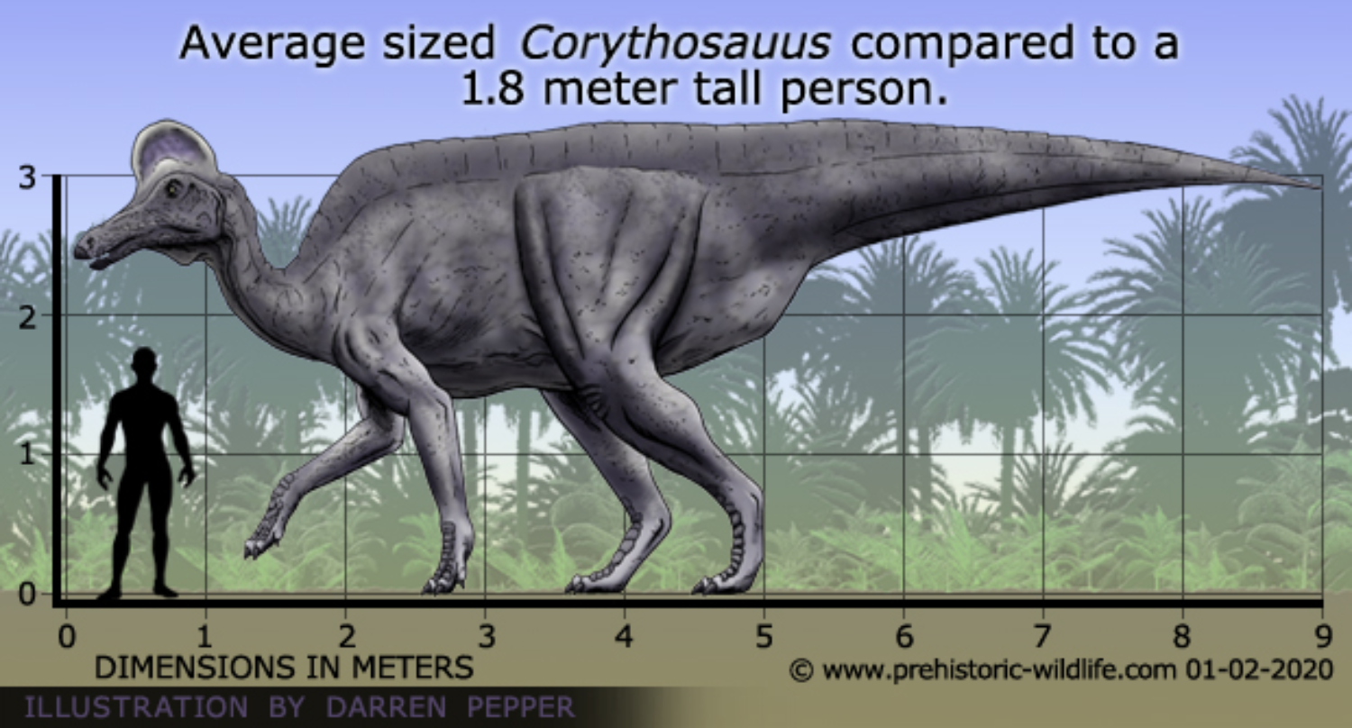 Corythosaurus size by Frylock921 on DeviantArt