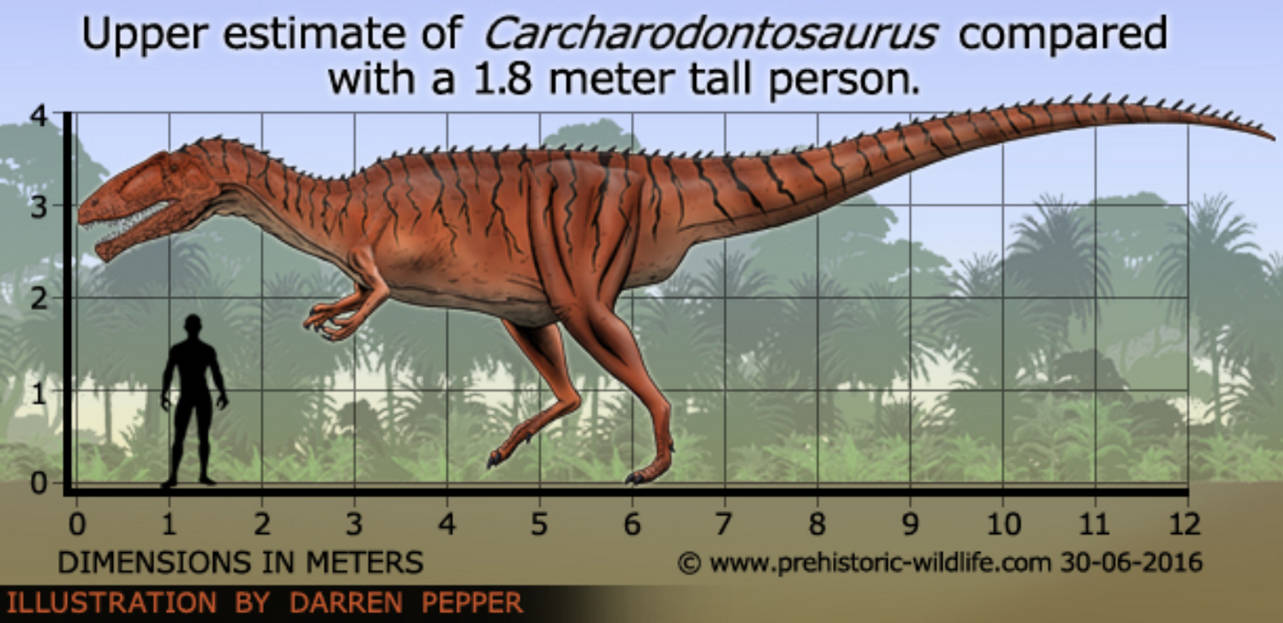 Carcharodontosaurus size by Frylock921 on DeviantArt