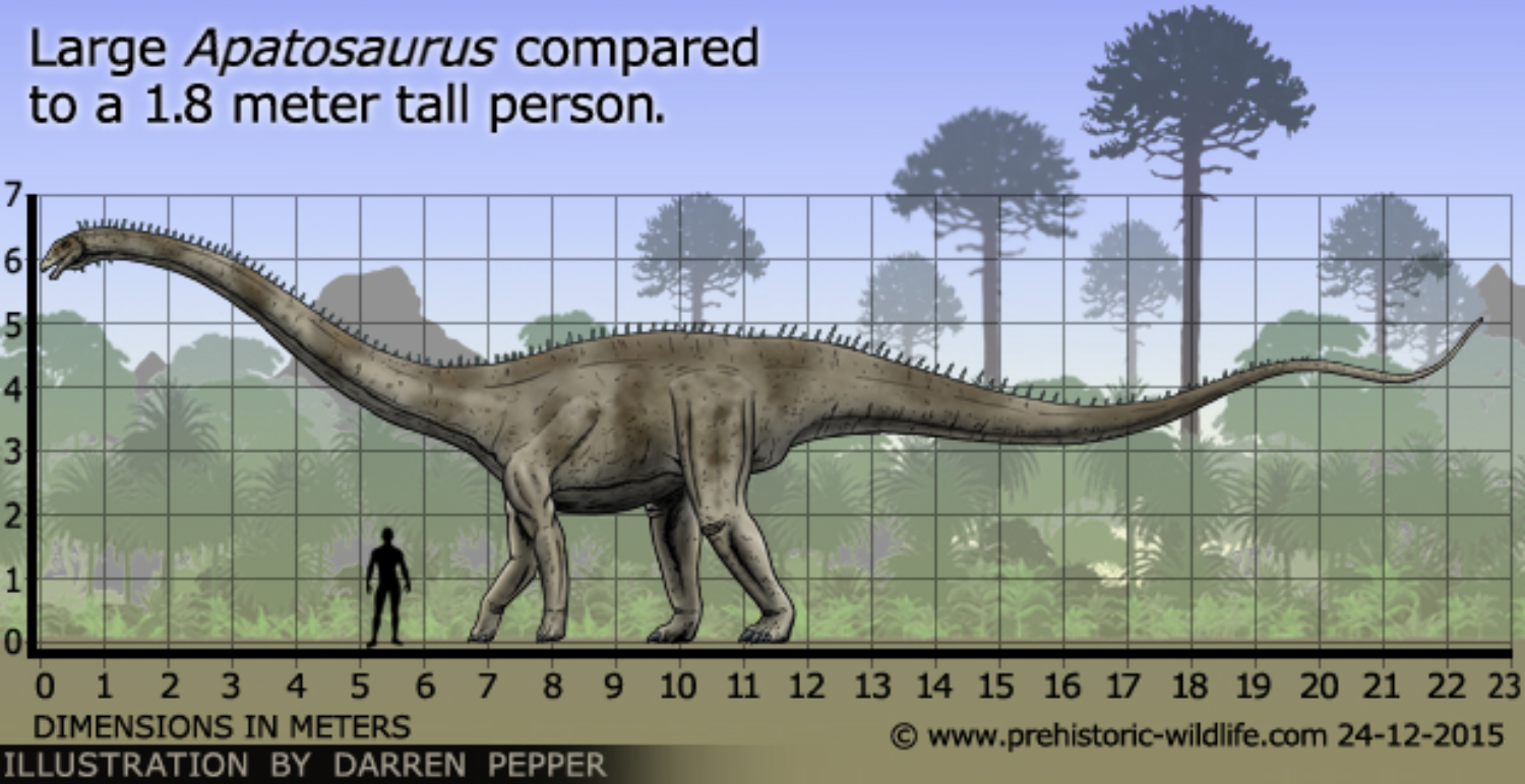 Apatosaurus size by Frylock921 on DeviantArt