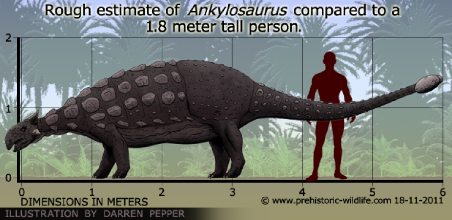 Ankylosaurus size by Frylock921 on DeviantArt