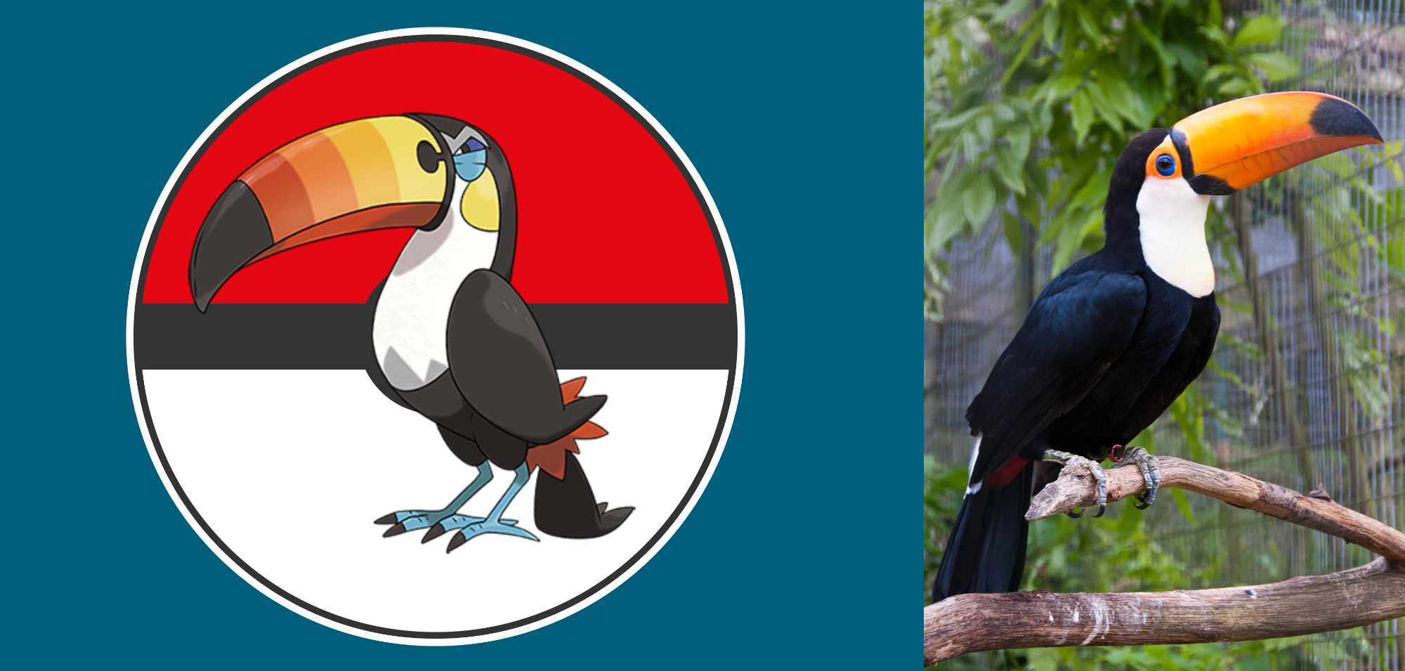 Pokemon and Animal: Toucannon by Frylock921 on DeviantArt