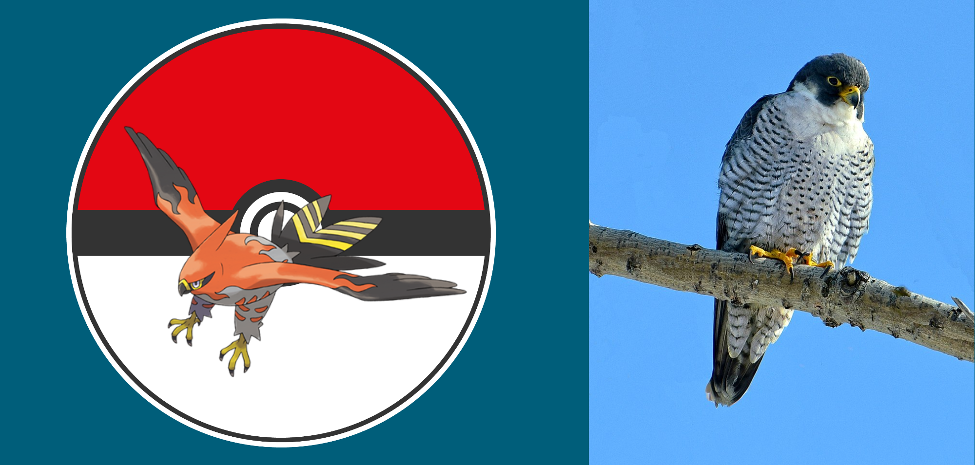 Pokemon and Animal: Talonflame by Frylock921 on DeviantArt