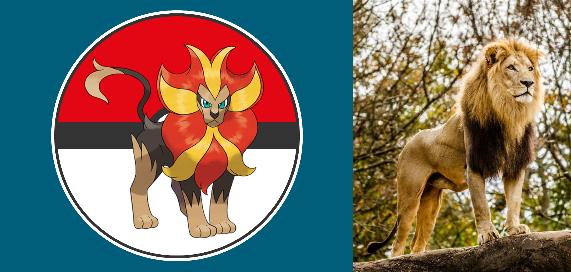 Pokemon and Animal: Pyroar by Frylock921 on DeviantArt
