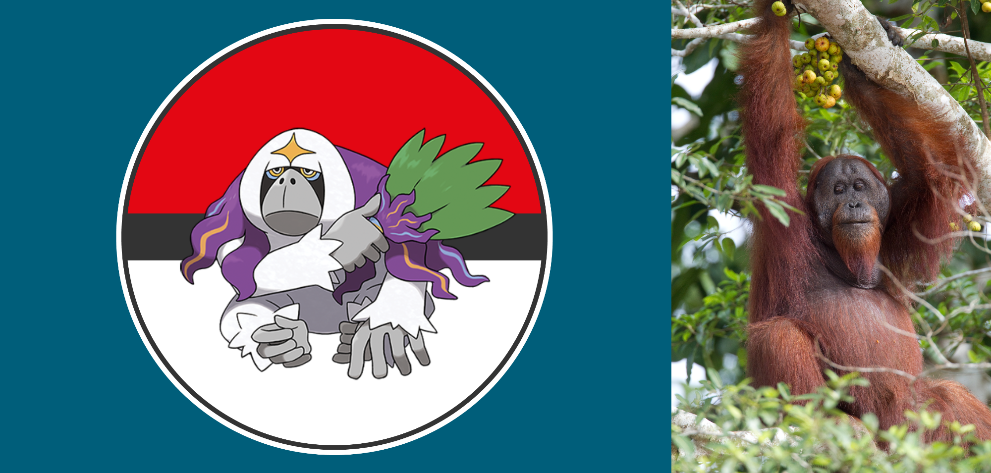 Pokemon and Animal: Oranguru by Frylock921 on DeviantArt