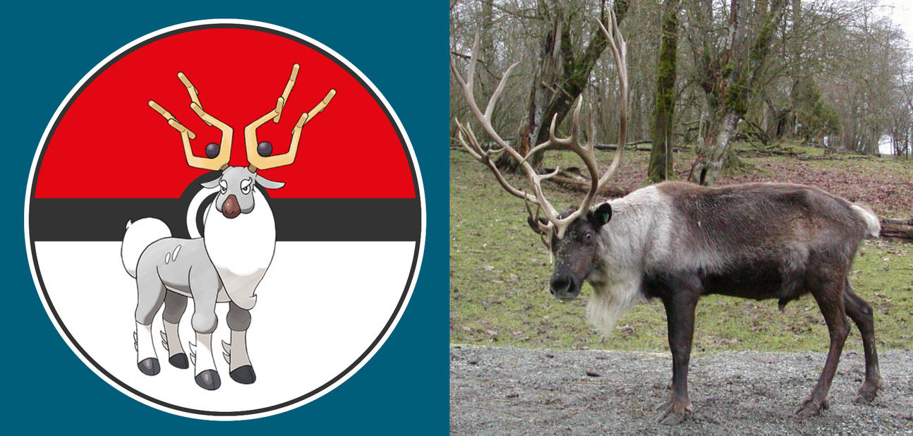 Pokemon and Animal: Wyrdeer by Frylock921 on DeviantArt