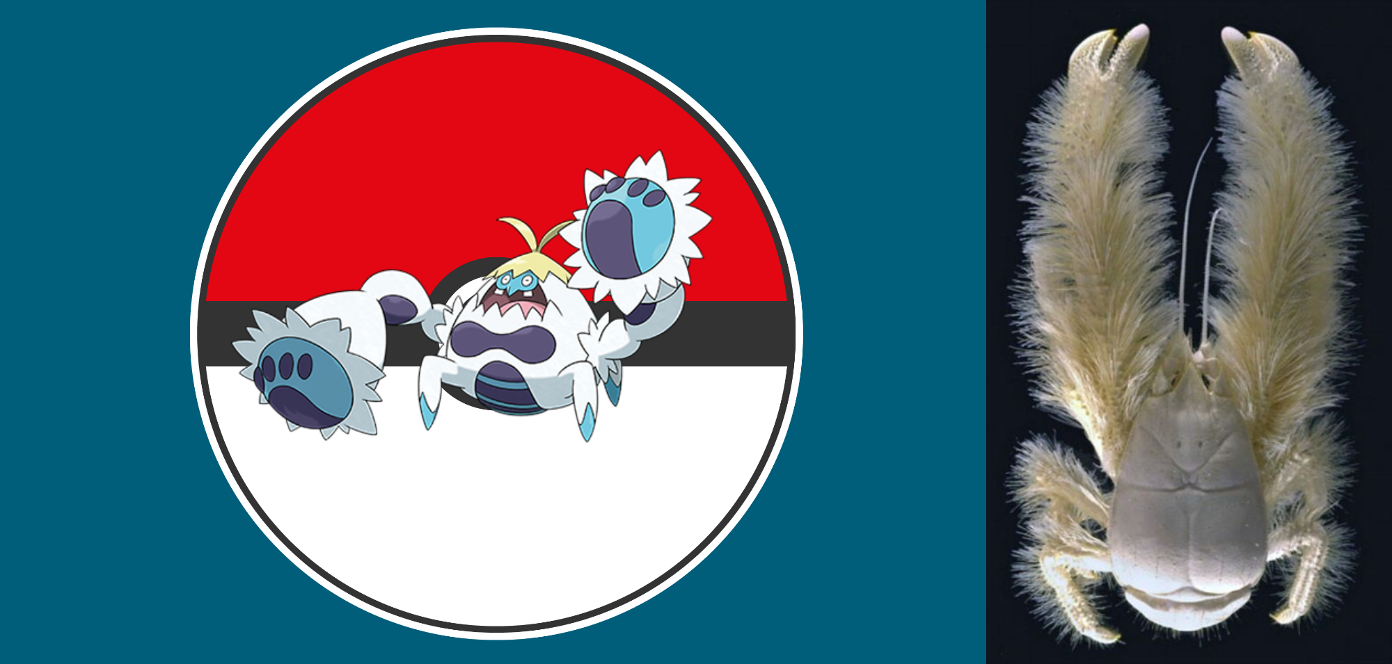 Pokemon and Animal: Crabominable by Frylock921 on DeviantArt