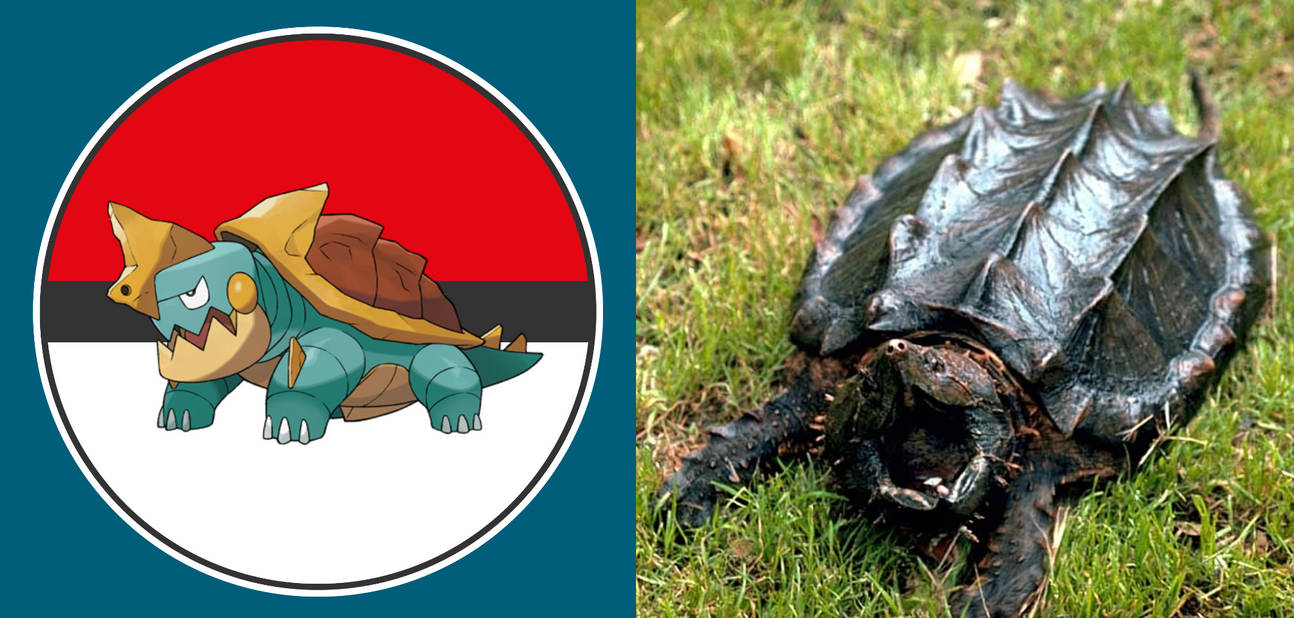 Pokemon and Animal: Drednaw by Frylock921 on DeviantArt