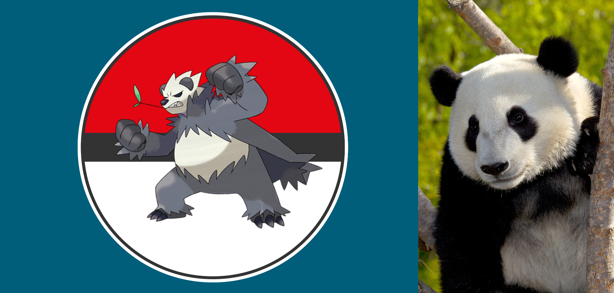 Pokemon and Animal: Pangoro by Frylock921 on DeviantArt
