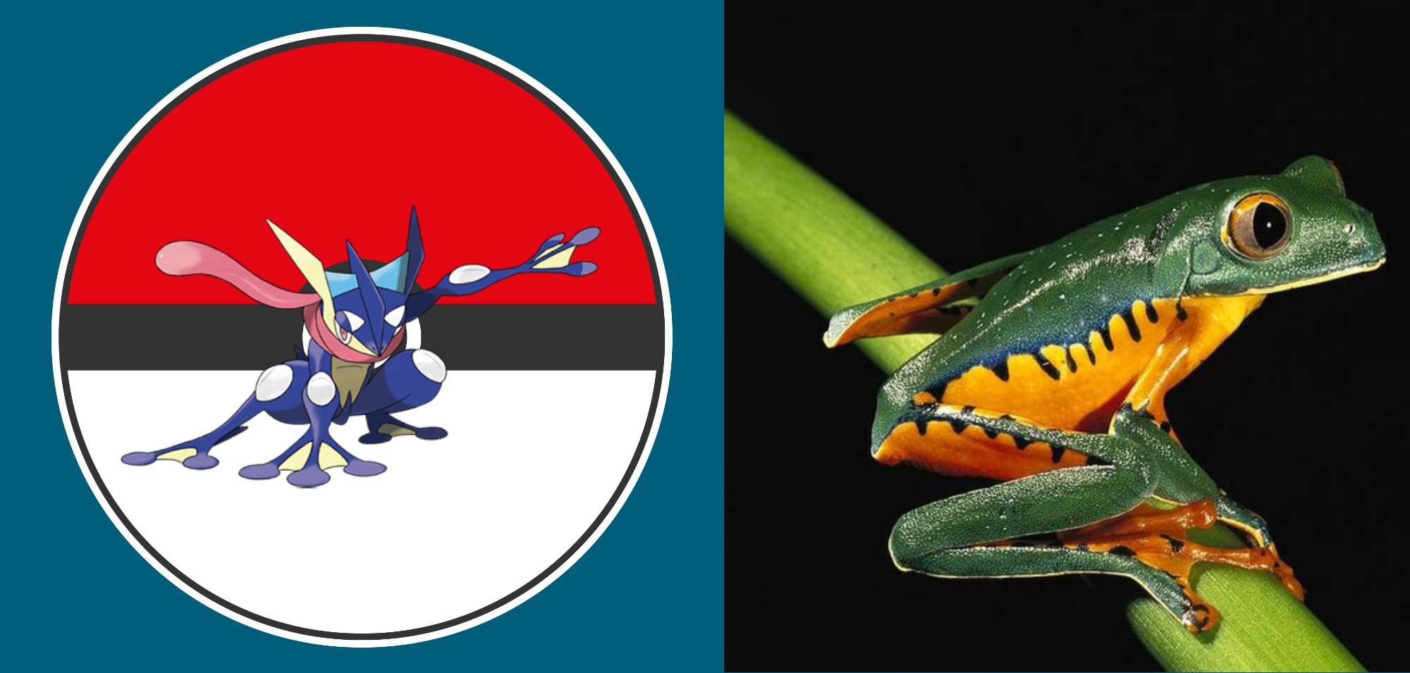 Pokemon and Animal: Greninja by Frylock921 on DeviantArt