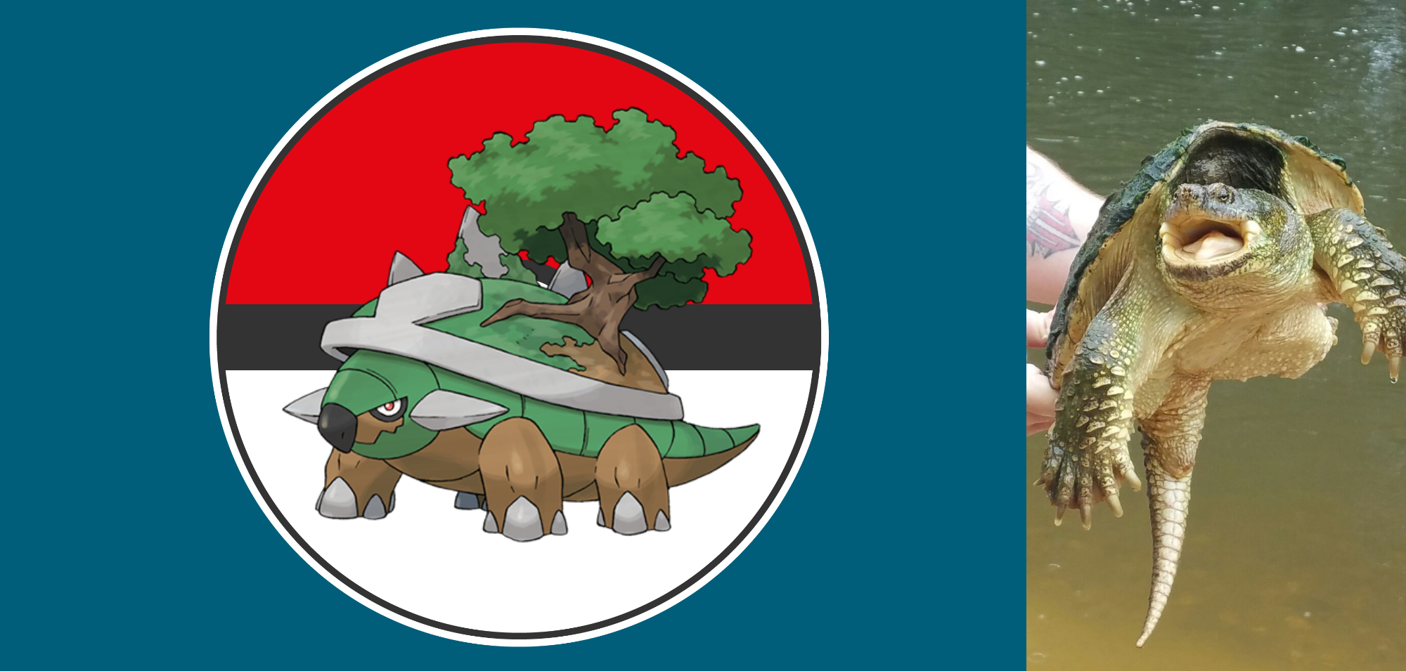 Pokemon and Animal: Torterra by Frylock921 on DeviantArt