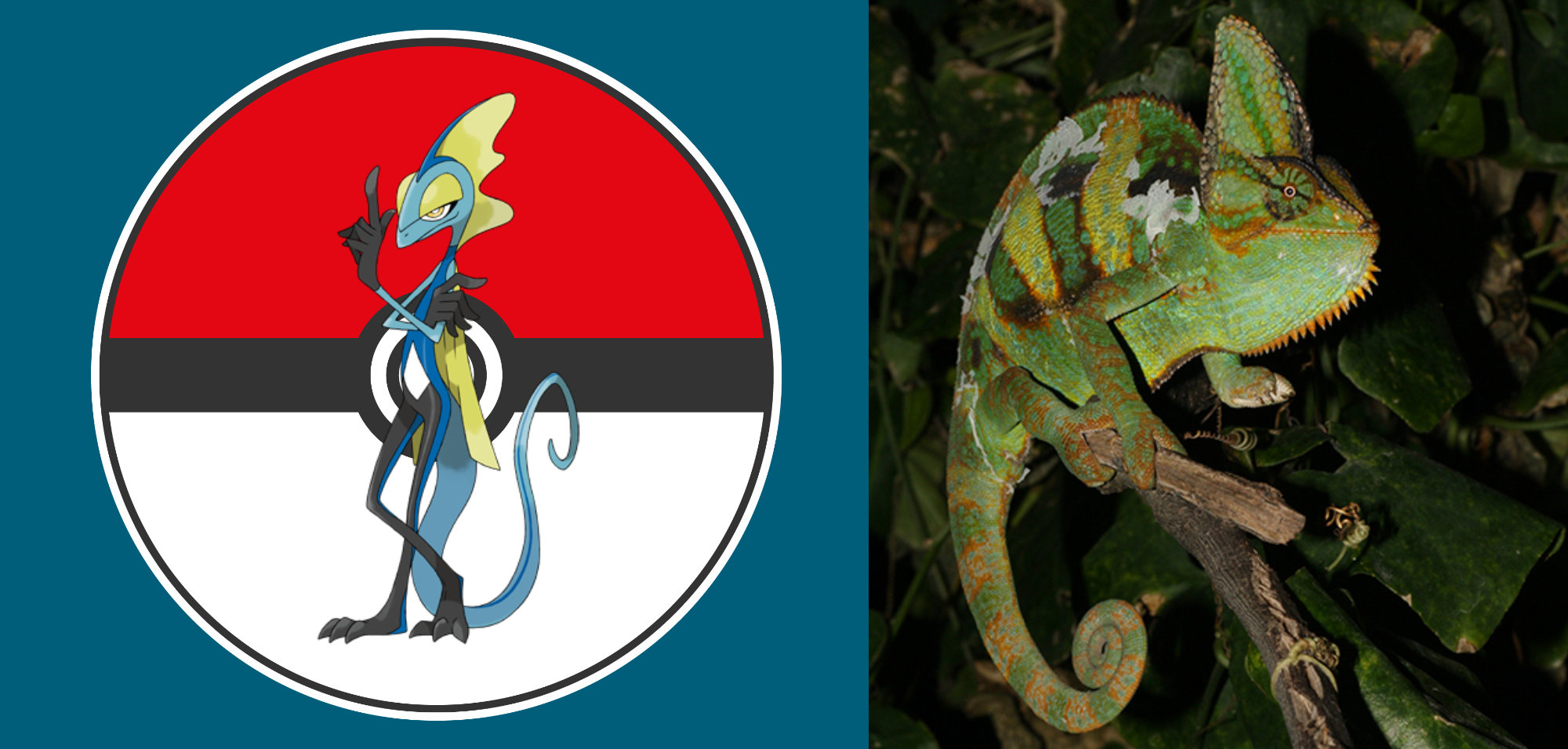 Pokemon and Animal: Inteleon by Frylock921 on DeviantArt