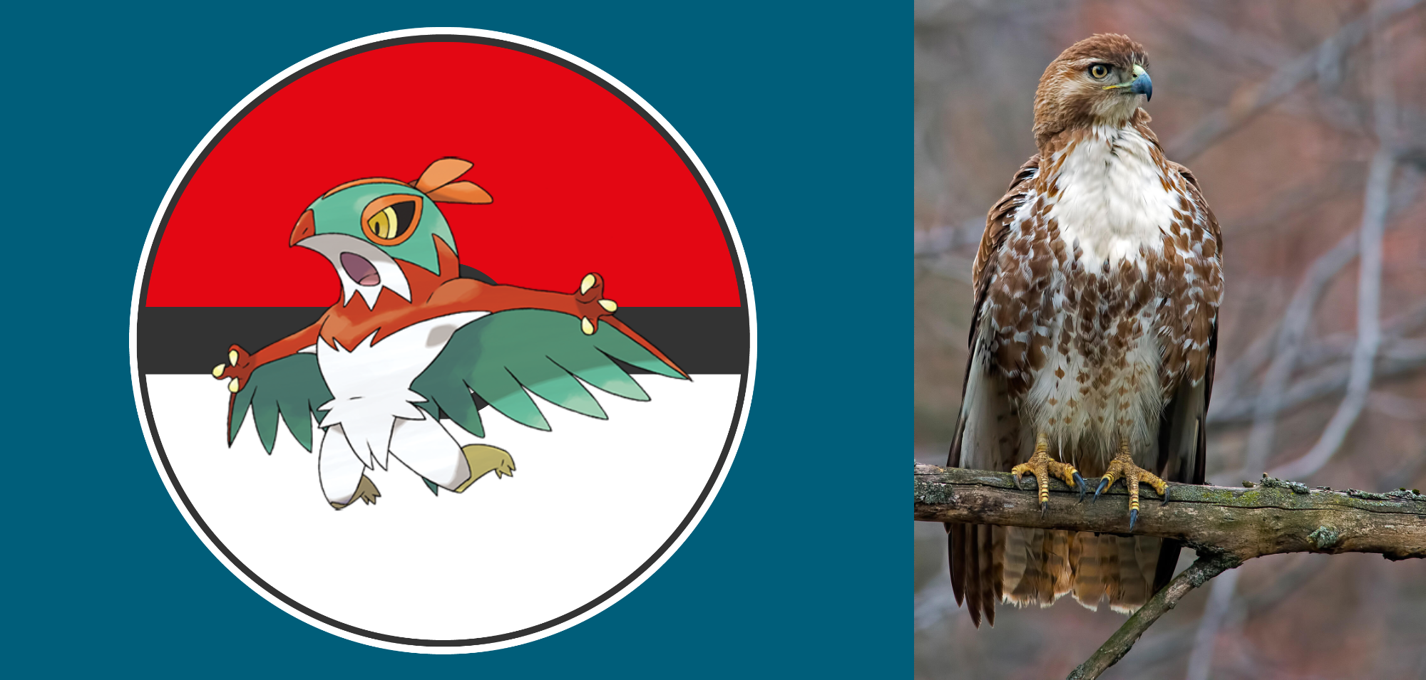 Pokemon and Animal: Hawlucha by Frylock921 on DeviantArt