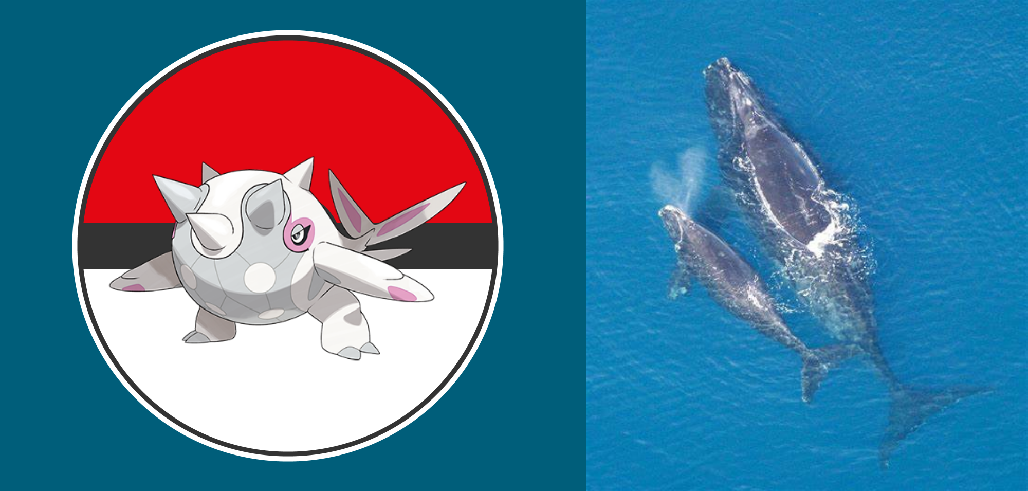 Pokemon and Animal: Cetitan by Frylock921 on DeviantArt