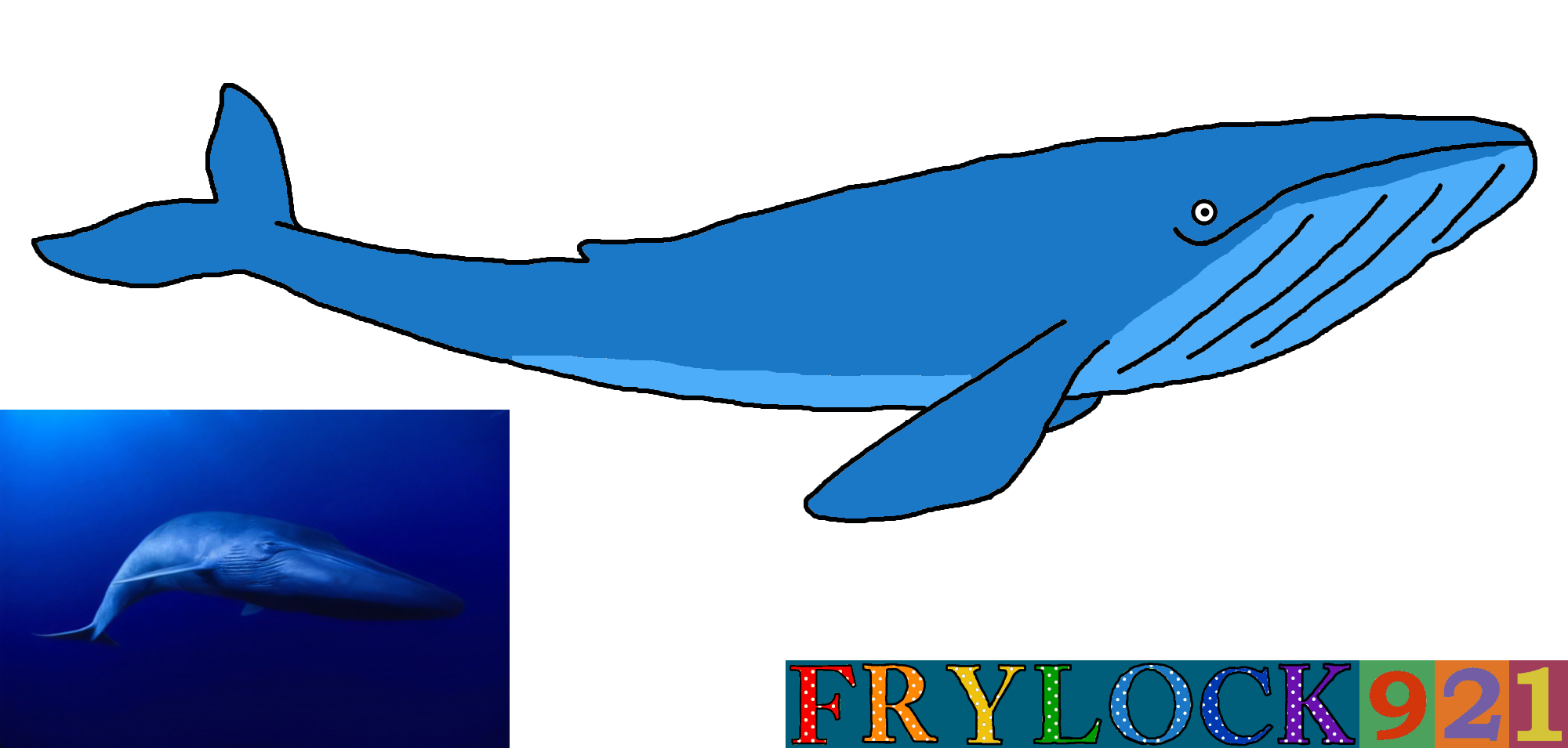 Blue Whale by Frylock921 on DeviantArt