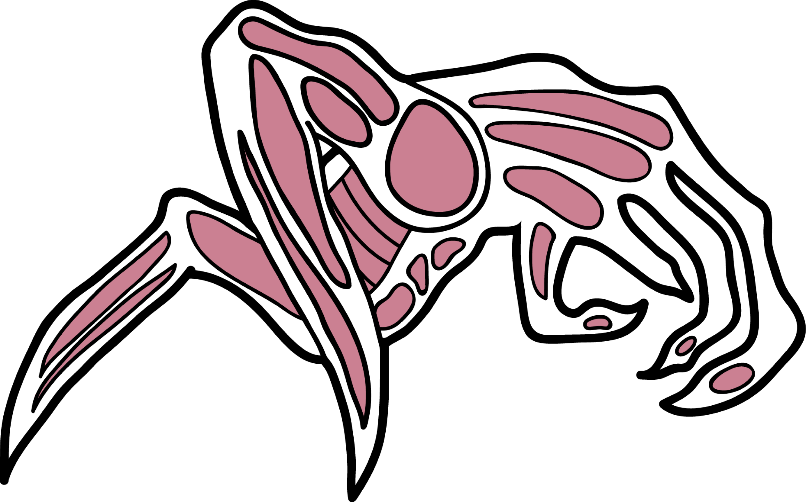 Paramite Meat Diagram by Comrade-Max on DeviantArt