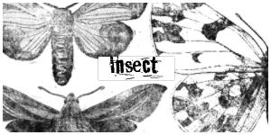 insect by egg9700 on DeviantArt