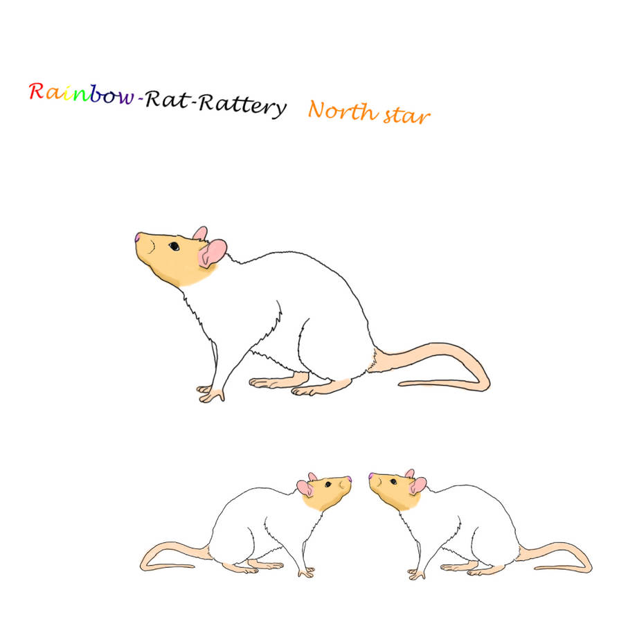 Rainbow-rat-Rattery North Star by Rainbow-Rat-Rattery on DeviantArt