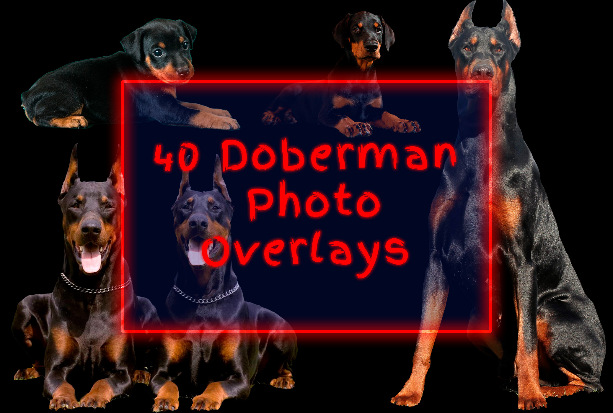 40-Doberman-Photo-Overlays by duzulek on DeviantArt