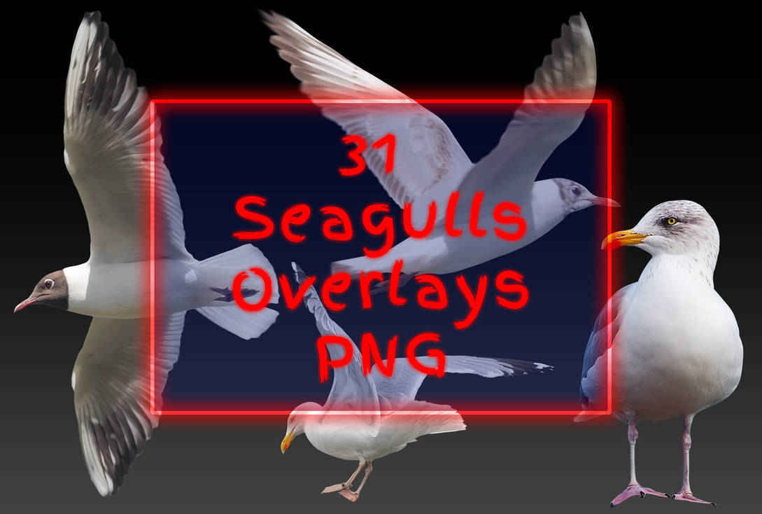 31 Seagulls Overlays by duzulek on DeviantArt