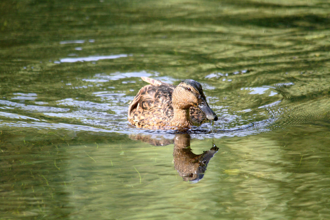 Duck to Water by Westarcher29 on DeviantArt
