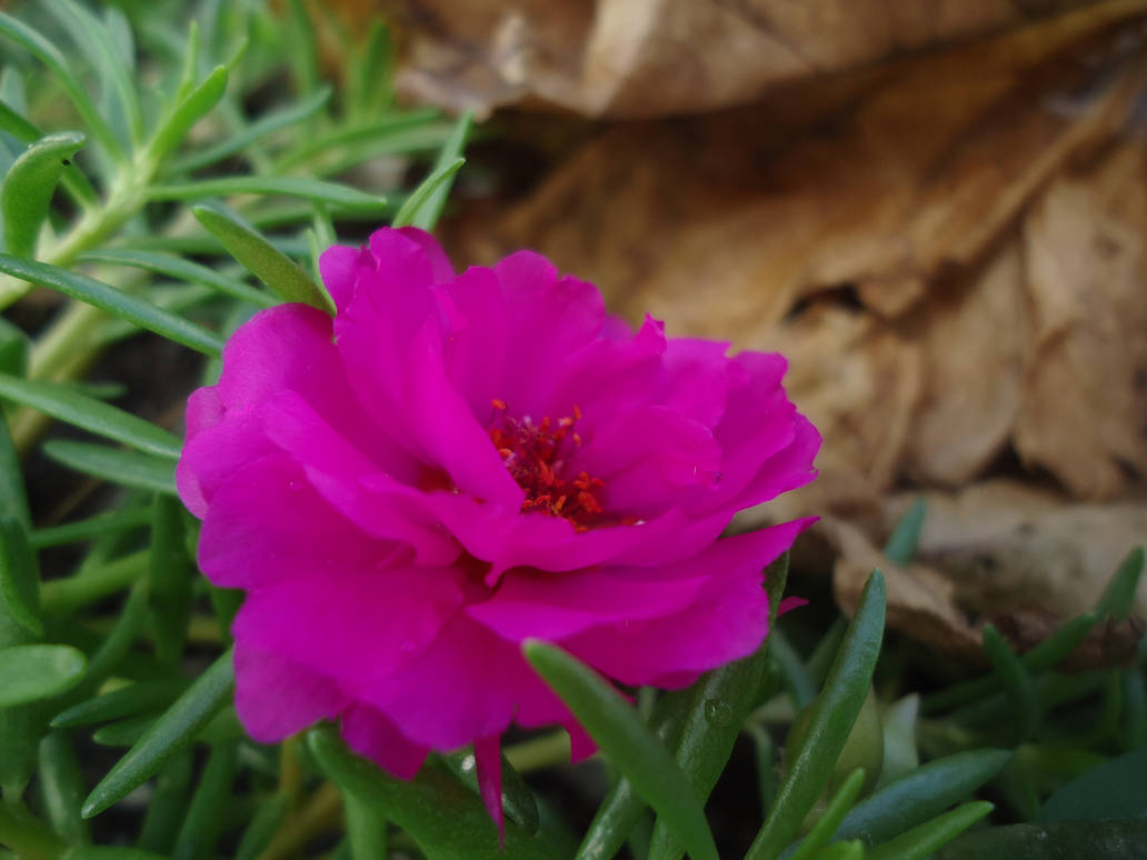 My Romance by pixie-chan-bleh on DeviantArt