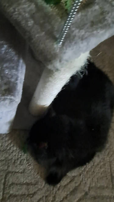 Gato blanco y negro by miluuugomez on DeviantArt