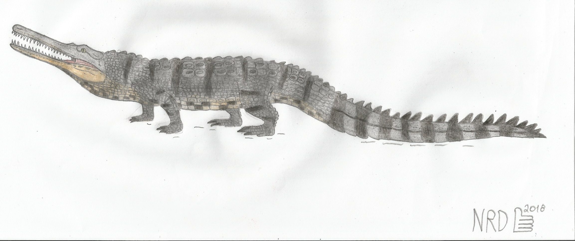 An Early Saltwater CROCODILE by NRD23456 on DeviantArt