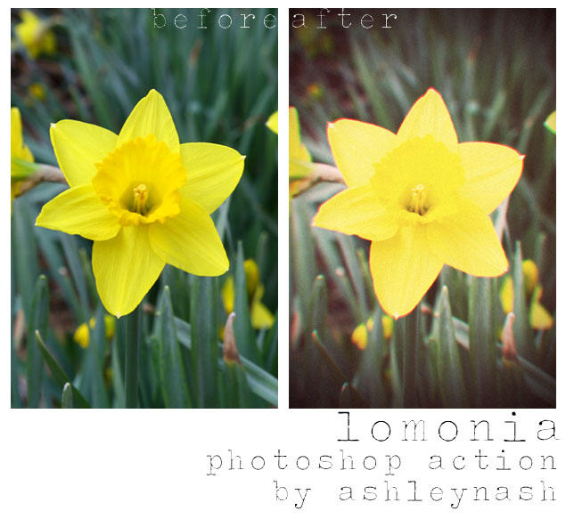 lomonia by ashley-nash on DeviantArt