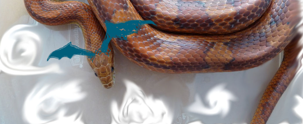 Snake vs light by BelleStarrthePurple on DeviantArt