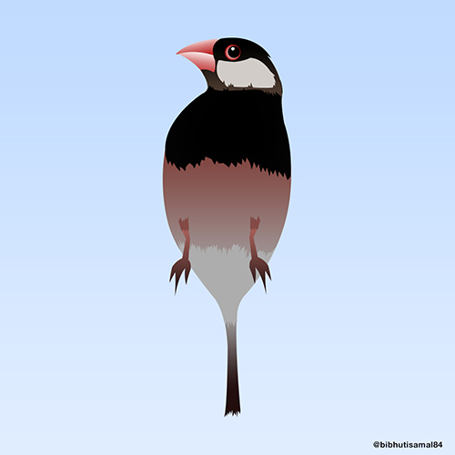 Vector PSD Bird Front view by bibhutisamal84 on DeviantArt