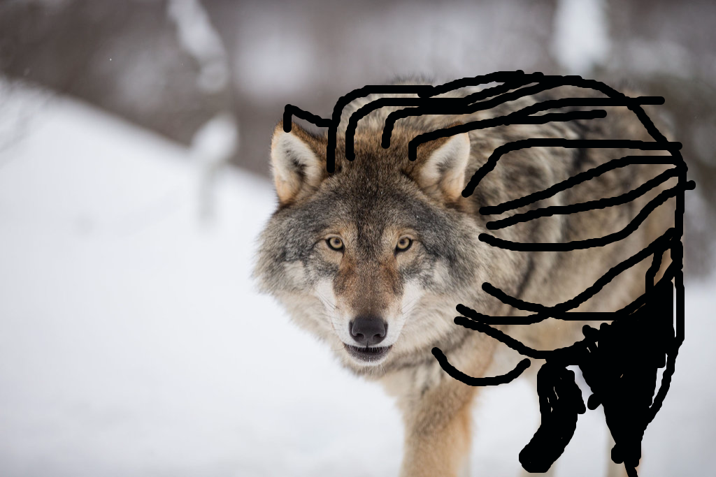 wolf She Venom transformations 3 by She-Venom-1 on DeviantArt