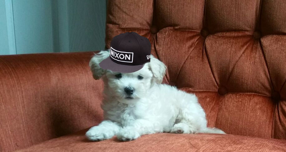 swag pup by kittygirl101202 on DeviantArt
