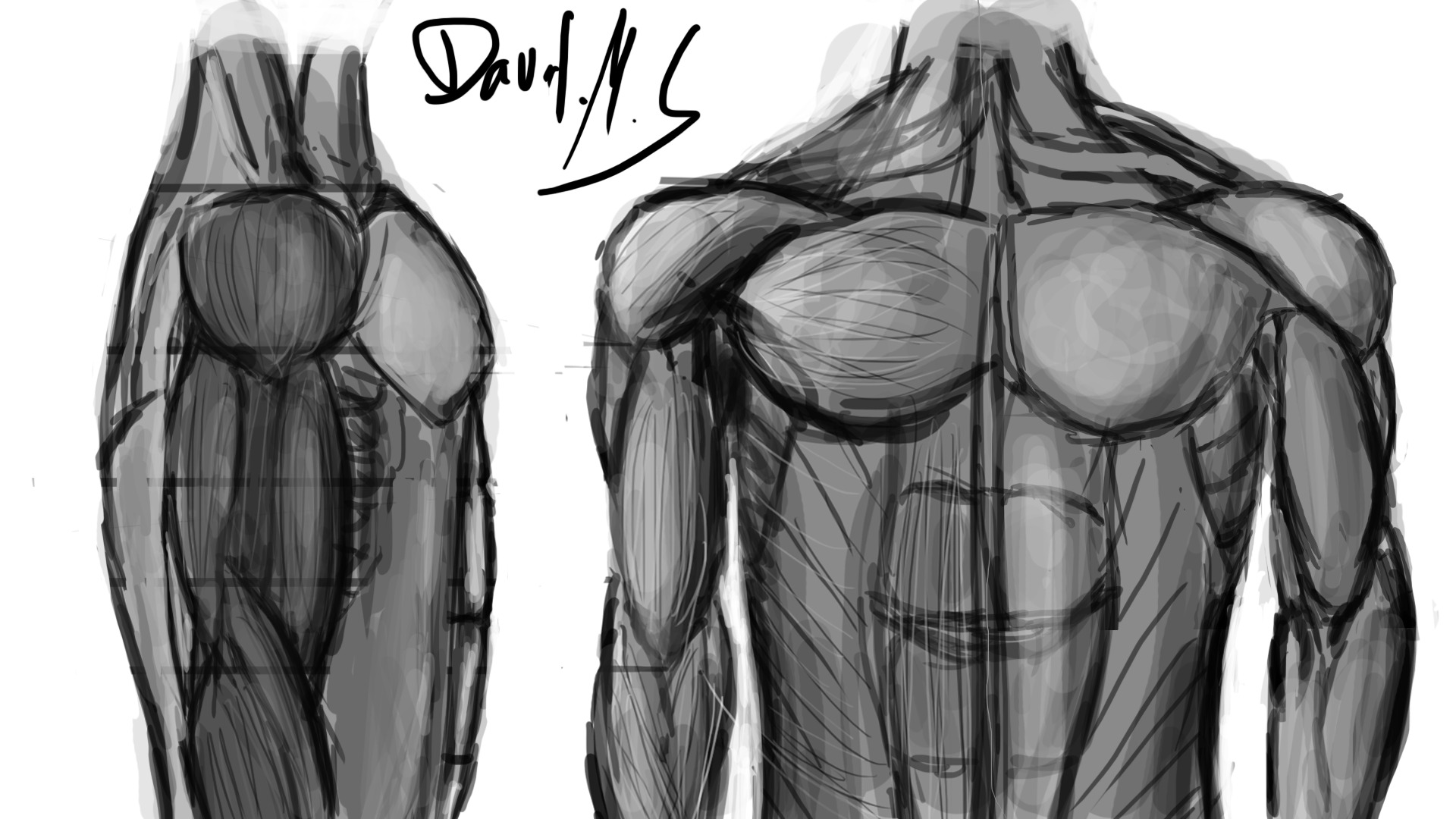 muscle sketch/study by David5154 on DeviantArt